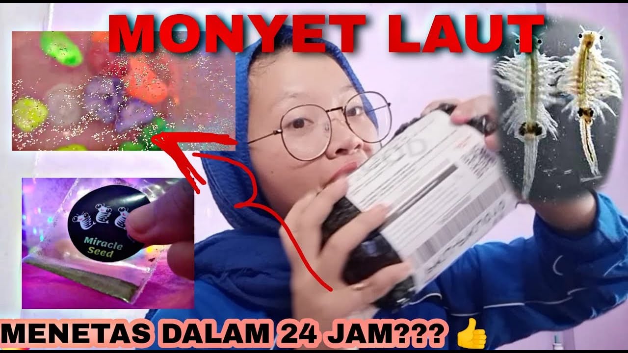 Hewan Instan SEA - MONKEYS / Monyet Laut (Artemia NYOS) Ciptaan Ilmuwan ...