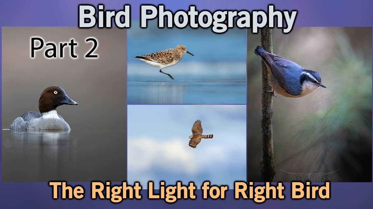 The Right Light for the Right Bird - Part 2 - YouTube