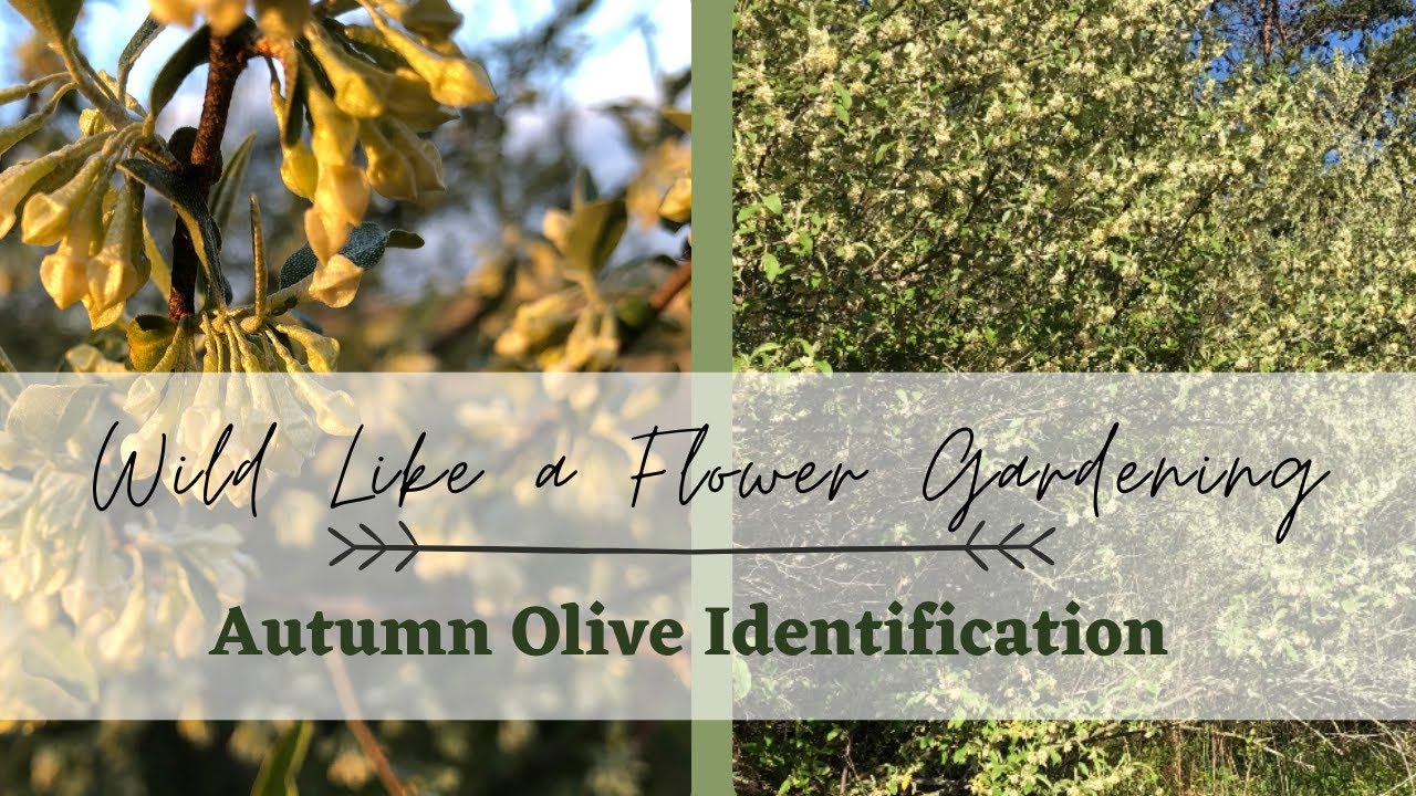Invasive Plant Identification | Autumn Olive - YouTube