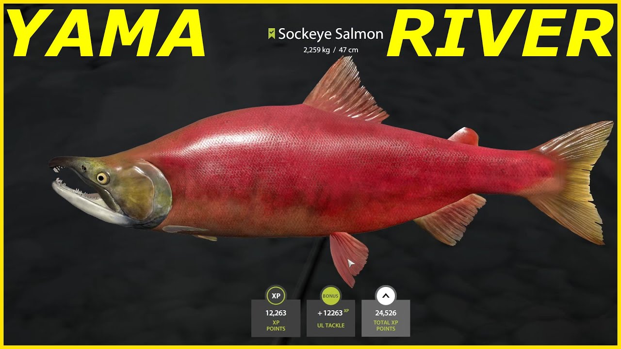 Russian Fishing 4 Yama River | rf4 spot #288 - YouTube