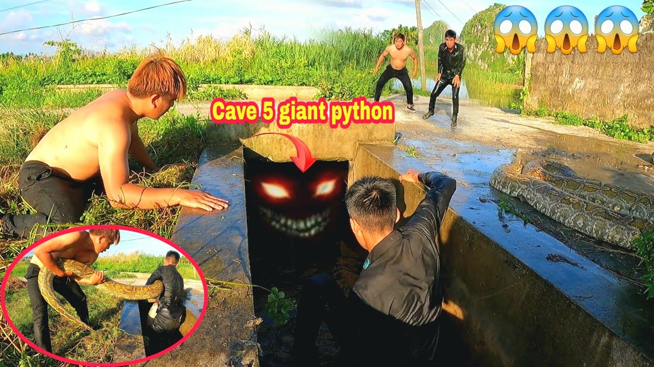 Brave hunter enters the cave to wrestle with 5 giant pythons | King of ...