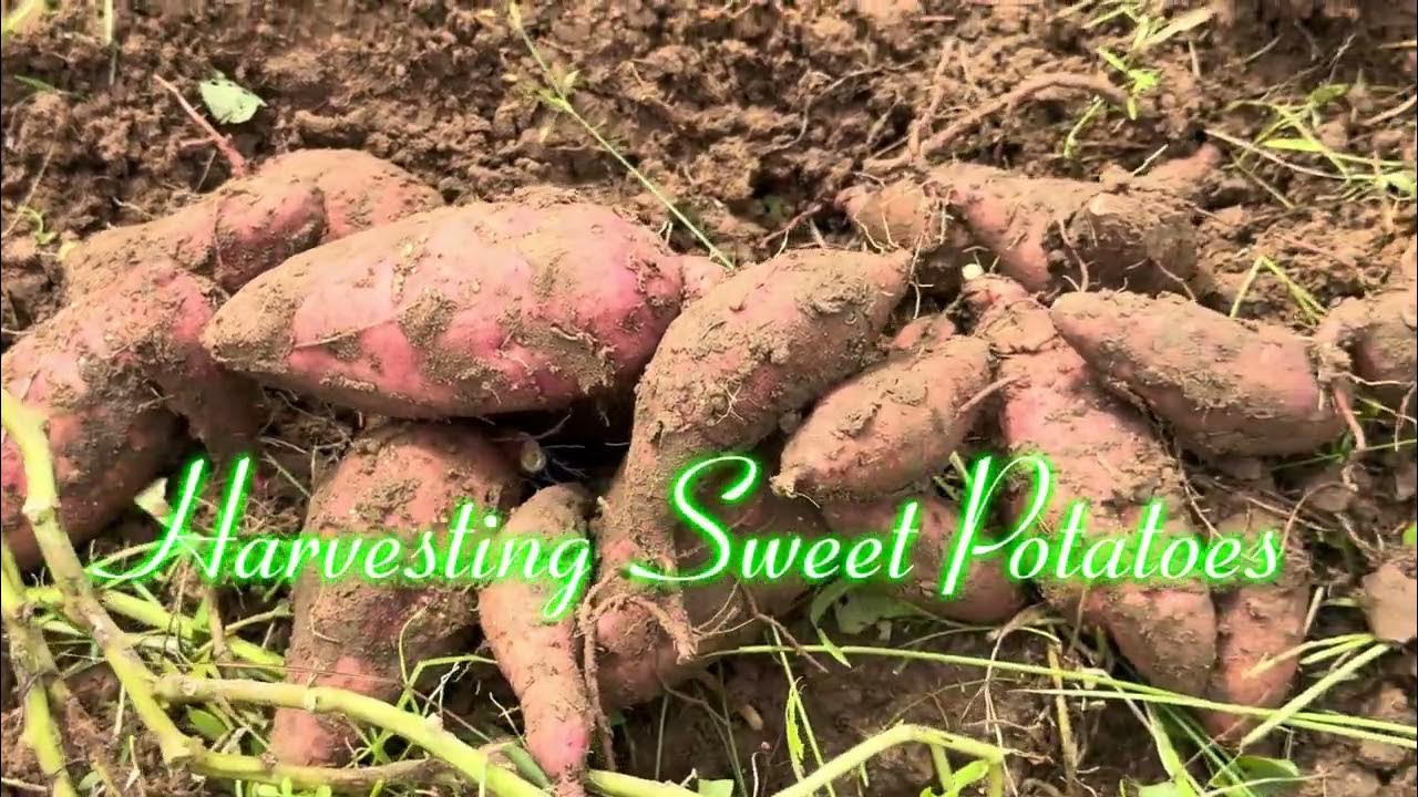 harvest sweet potato 🍠 #sreynounpechofficial #agriculture #vegetables # ...
