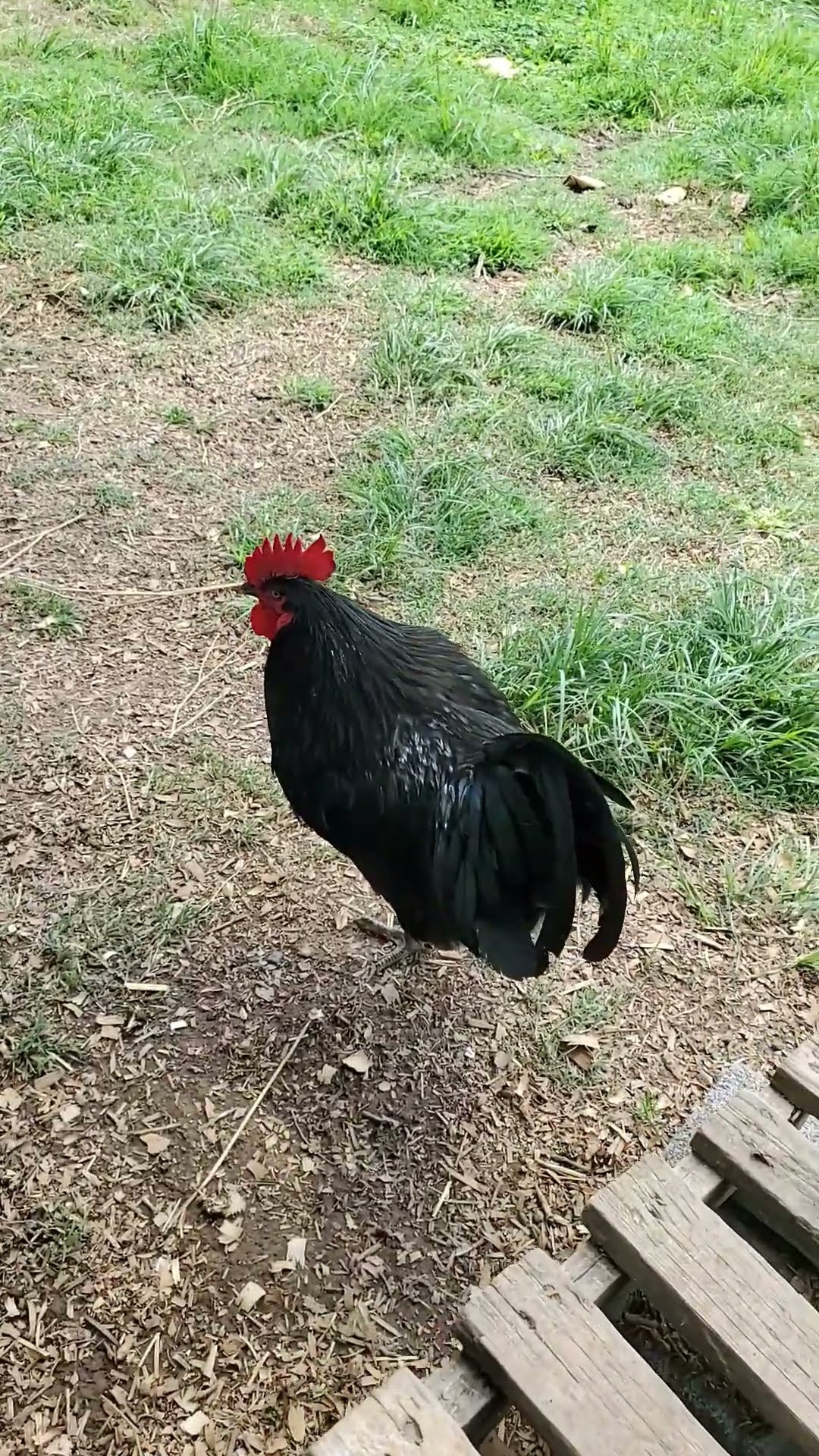 proud poppa roo - YouTube