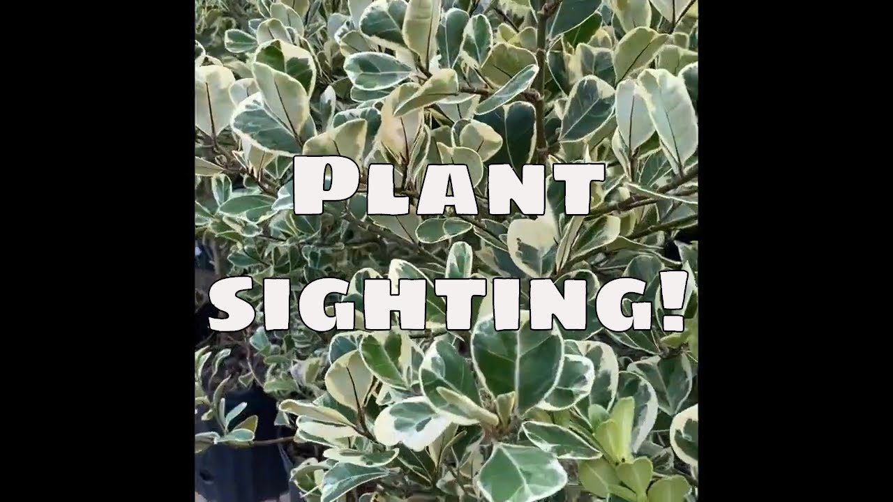 PLANT SIGHTING Large Ficus Triangularis $19 Big Box Plant Finds - YouTube