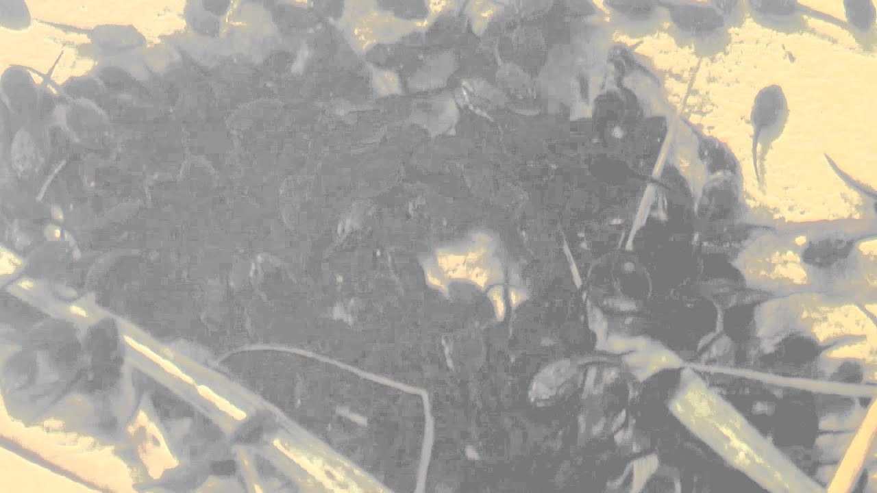 Tadpoles Fight Over A Worm - YouTube