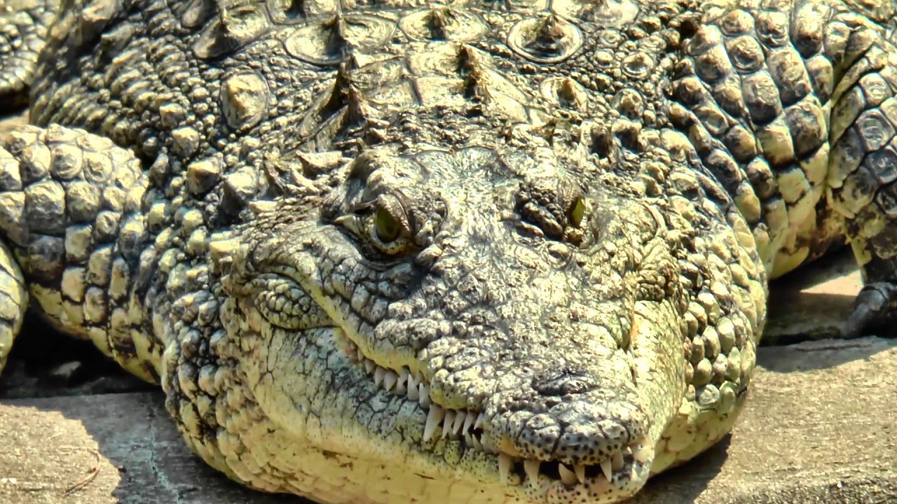 Crocodile center Saint Lucia South Africa - YouTube
