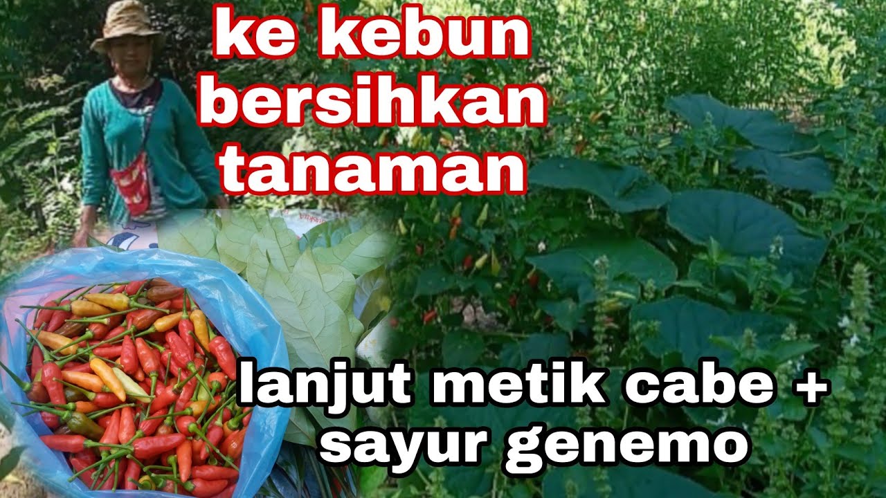 KE KEBUN BERSIHKAN TANAMAN-LANJUT METIK CABE + SAYUR GENEMO EPS.08 ...
