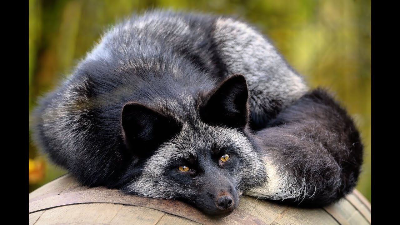 PwBR - Tw Sages x Spence - 09/06 - YouTube