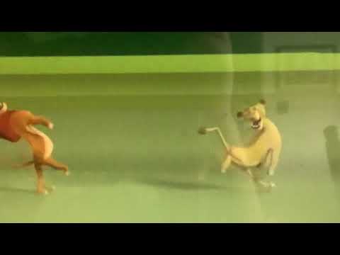 Derpy lion king - YouTube