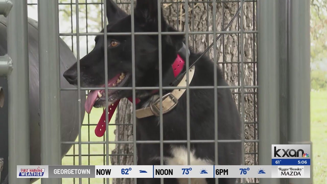 2 dogs bring efficiency and safety to deputies in outskirts of Travis ...