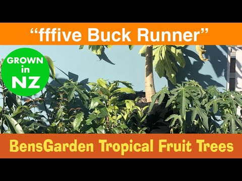 Five Buck Runner - $5 Flat Fee* for delivery of your BensGarden ...