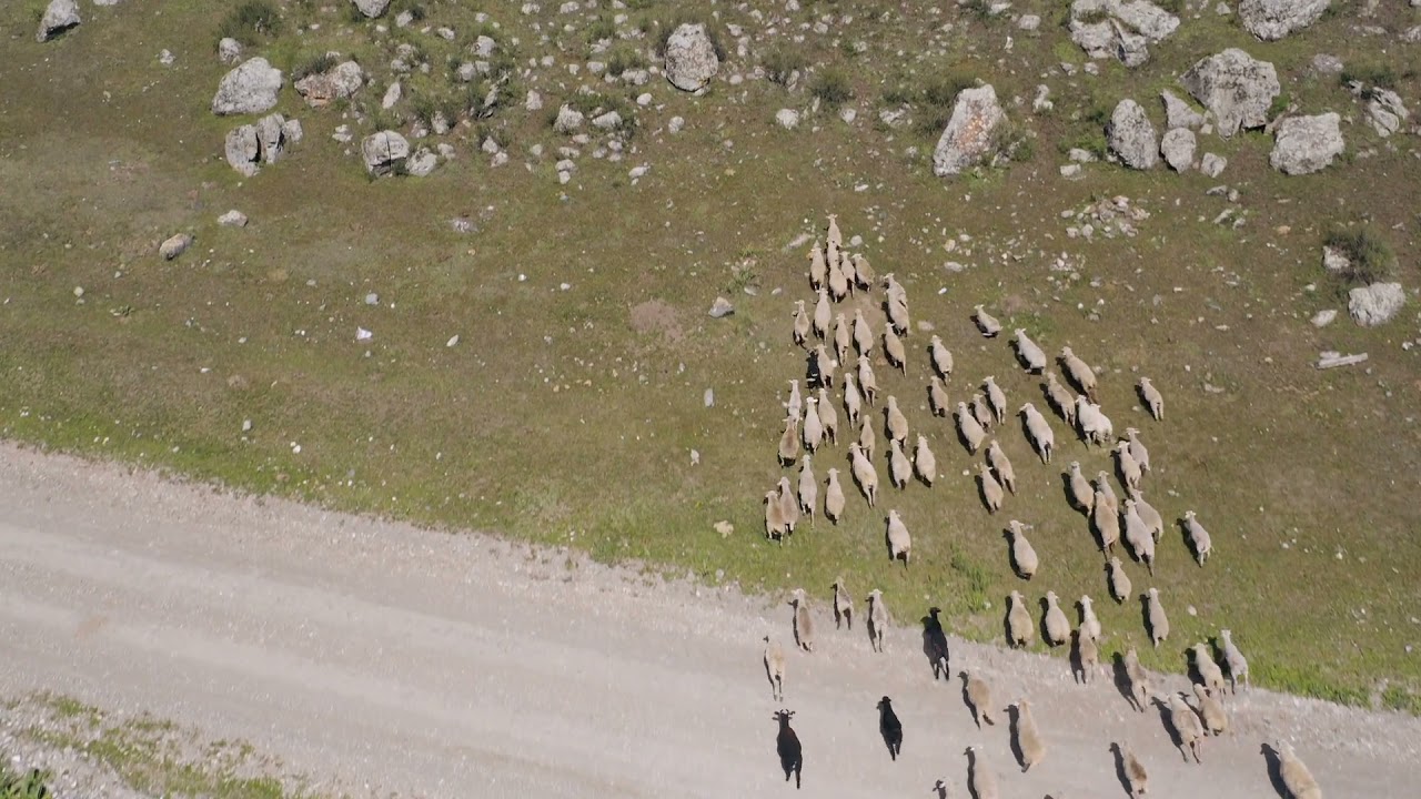 Aerial View of a Herd Sheep - YouTube