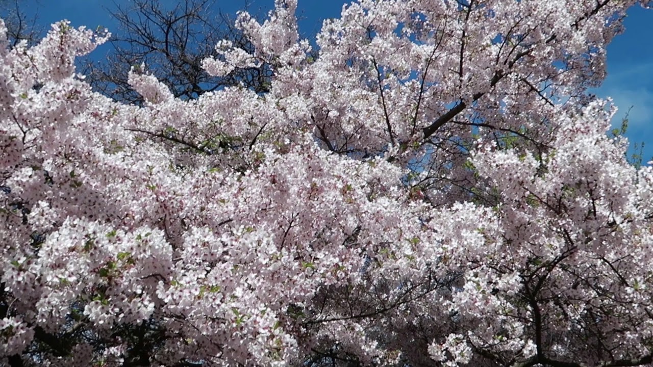 CHERRY BLOSSOMS OF HAGLEY PARK, CHRISTCHURCH NEW ZEALAND - YouTube
