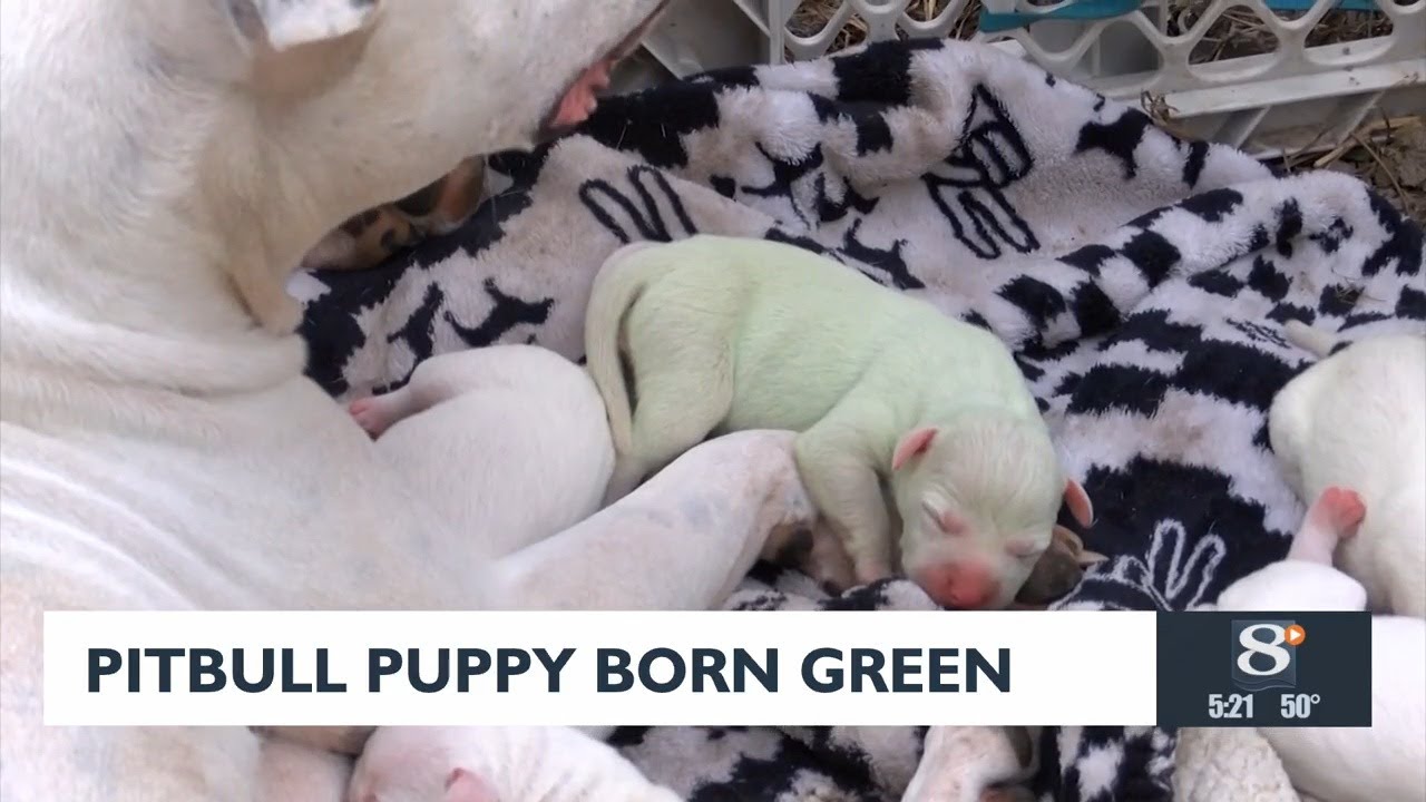 Pit bull puppy born green - YouTube