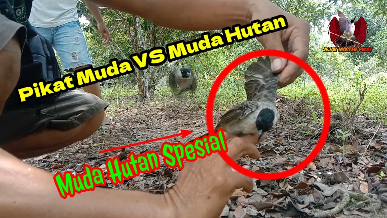 Pertarungan pikat Muda VS Bl Muda Hutan@Jejak Master Pikat - YouTube
