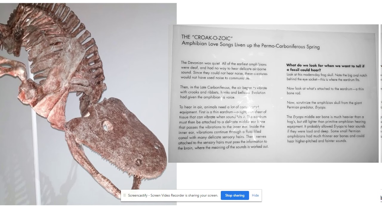 virtual field trip dino guided tour - YouTube