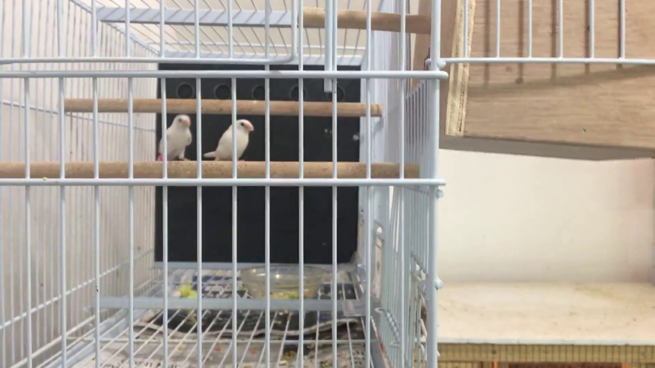 Society Finch Breeding Log 2017 (video 3) - YouTube