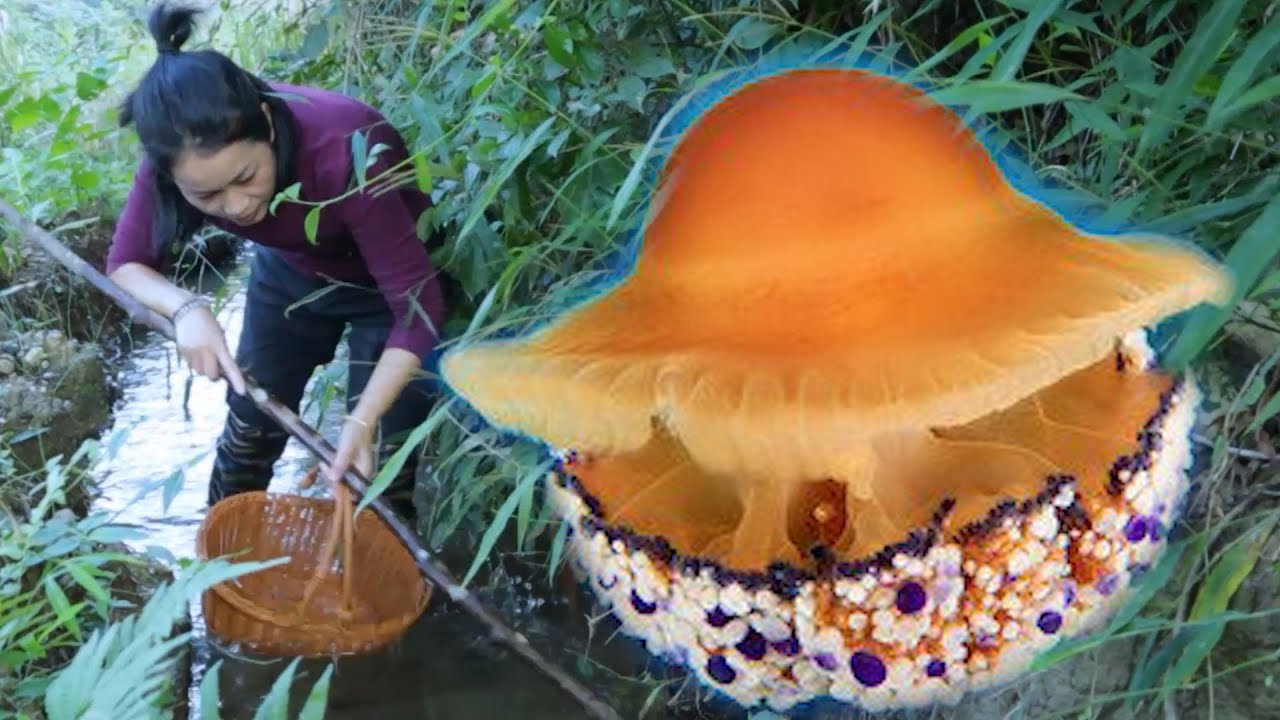 The giant emperor pearl clam, whose pearls are extremely rare and rare ...