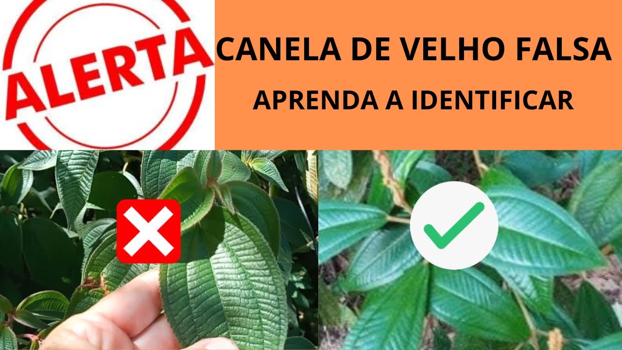 CANELA DE VELHO/ FALSA X VERDADEIRA| APRENDA A IDENTIFICAR - YouTube