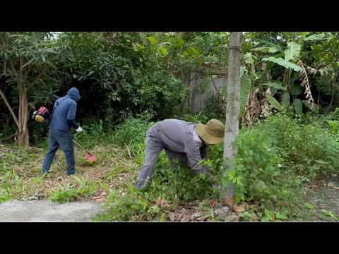 Clean Up Cut Overgrown Grass Garden Rescue Beautiful Transformation ...