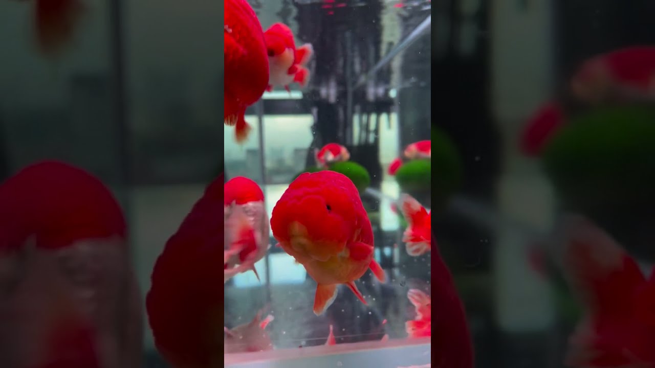 GOLDFISH RANCHU JUMBO AQUARIUM TANK SETUP FARM GALLERY FOR BREEDING # ...
