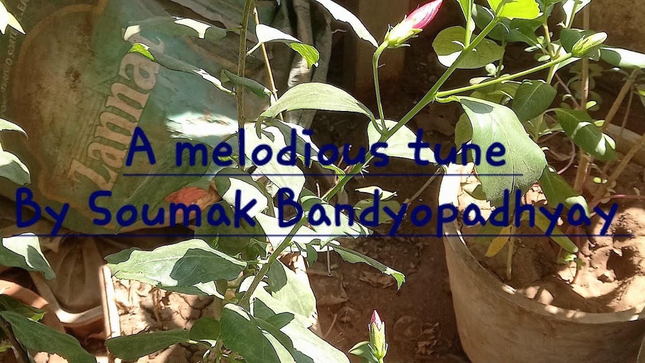 A melodious tune #melodic#video#digitalsoumak19 - YouTube