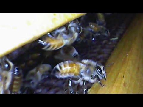 Inside my hives at night! Let’s see!! - YouTube