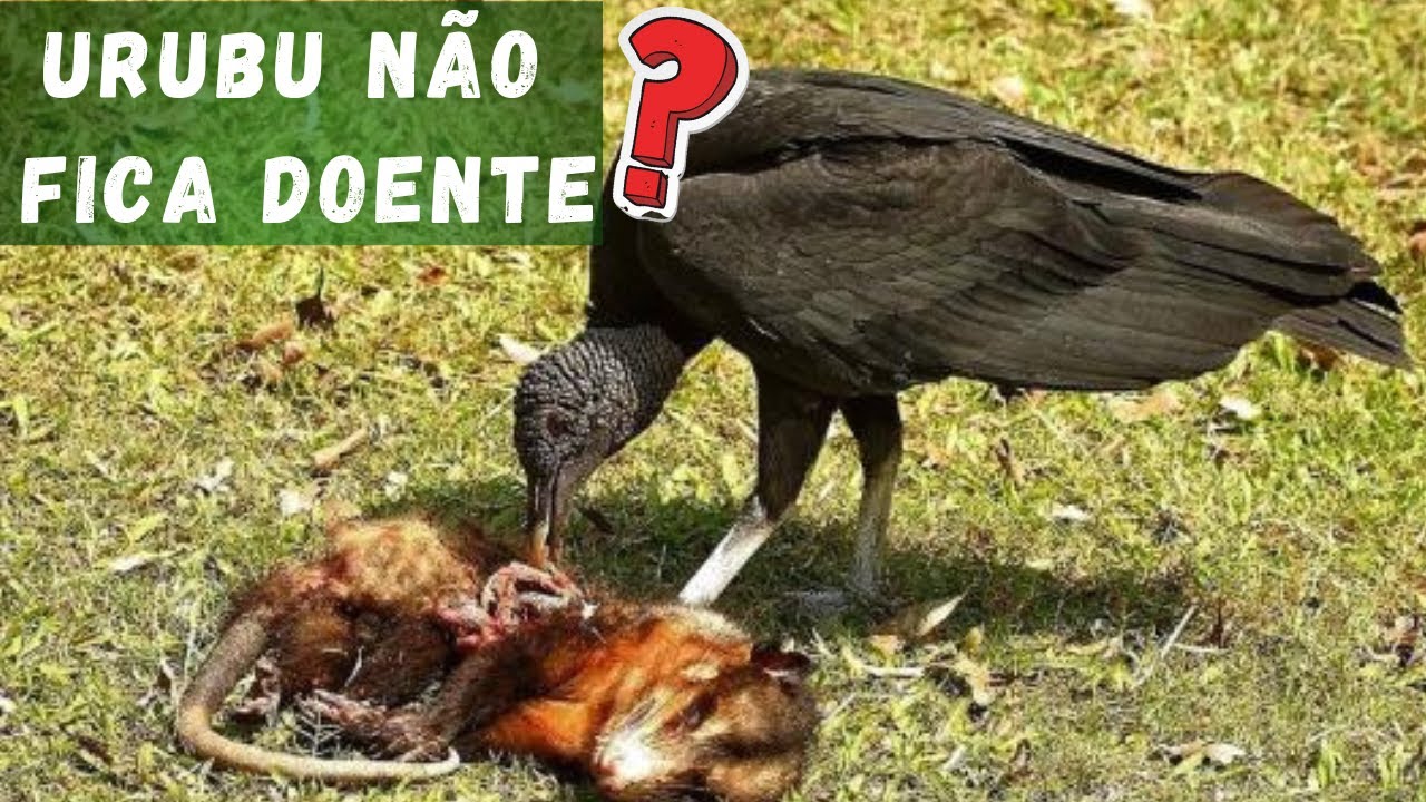 URUBUS E ABUTRES COMEM CARNE PODRE? ELES NÃO FICAM DOENTES? COMO ESSES ...