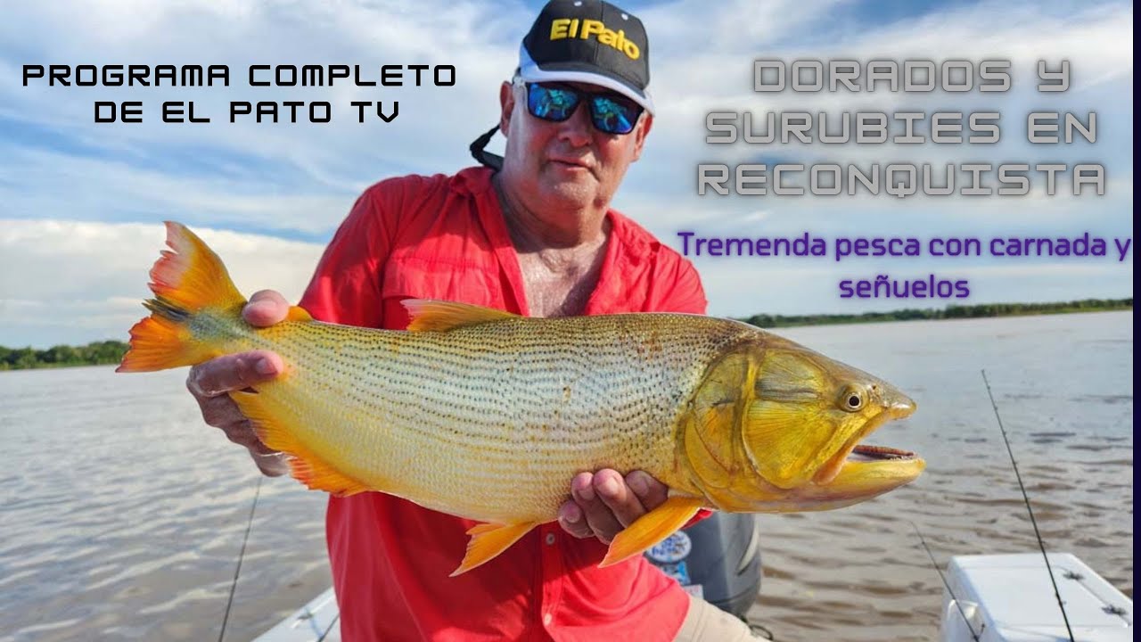 MUCHOS DORADOS Y SURUBIES EN RECONQUISTA - EL PATO TV 1137 - YouTube