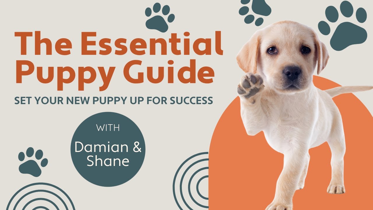 The Essential Puppy Training Guide: Setting Your New Puppy Up For ...