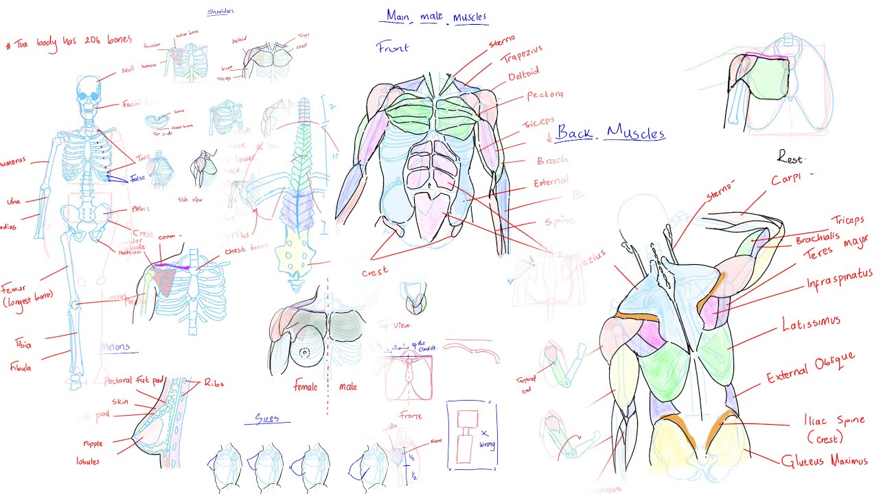 How I study anatomy as an animator [lecture format] - YouTube