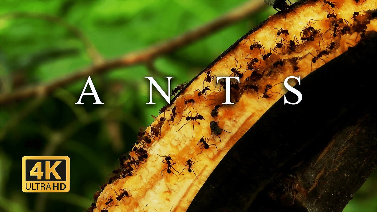 ANTS | Relaxing Music | 4K - YouTube