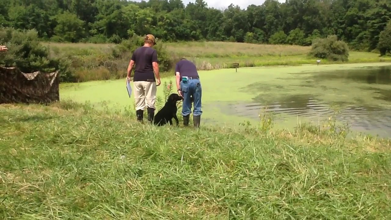 Luke Corbett and Blarney - YouTube