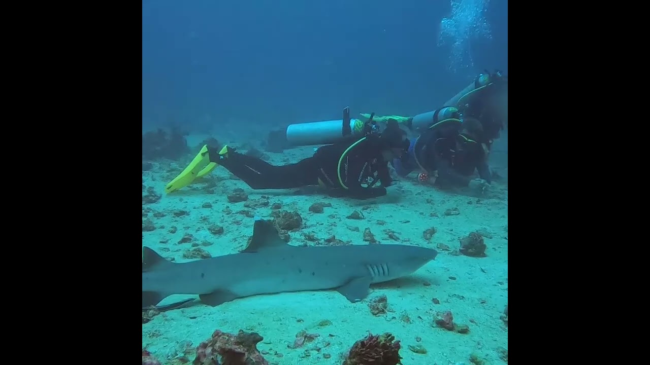 Diving with Atlas Divers Malapascua at Gato Island, Philippines 🇵🇭 ...