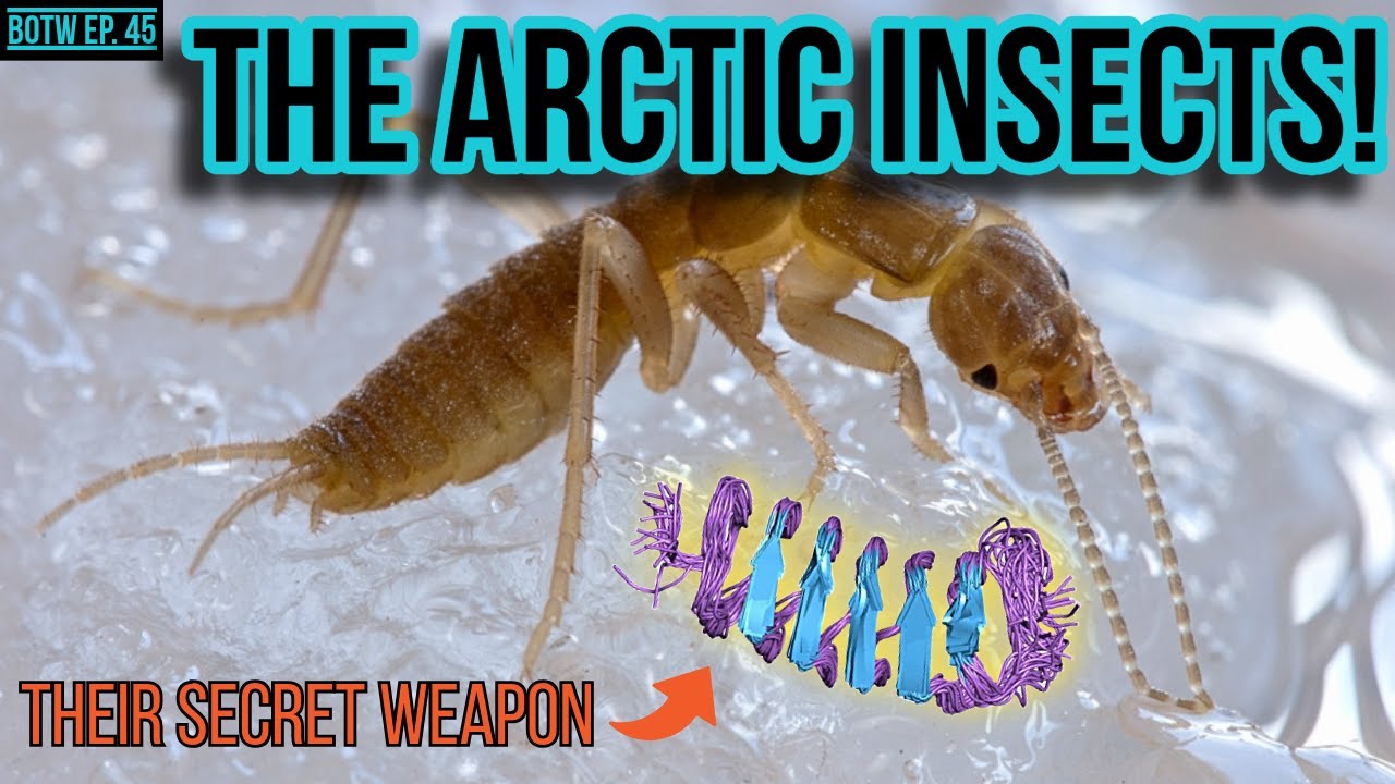 The bugs that can live below freezing | Ice Crawlers (Grylloblattodea ...
