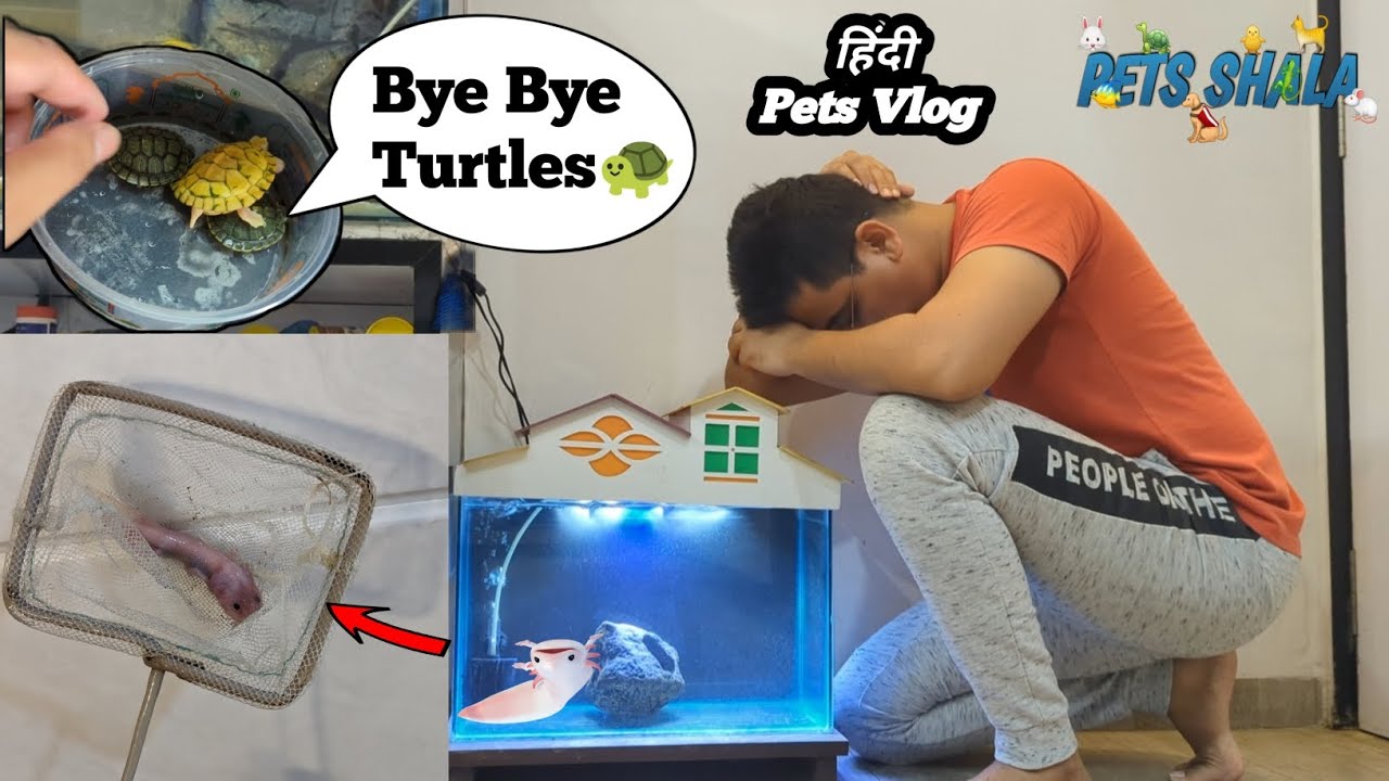 RIP Axolotl ye bohot bura huwa 🥹 | Bye bye turtle 🐢 | Pets Vlog Hindi # ...