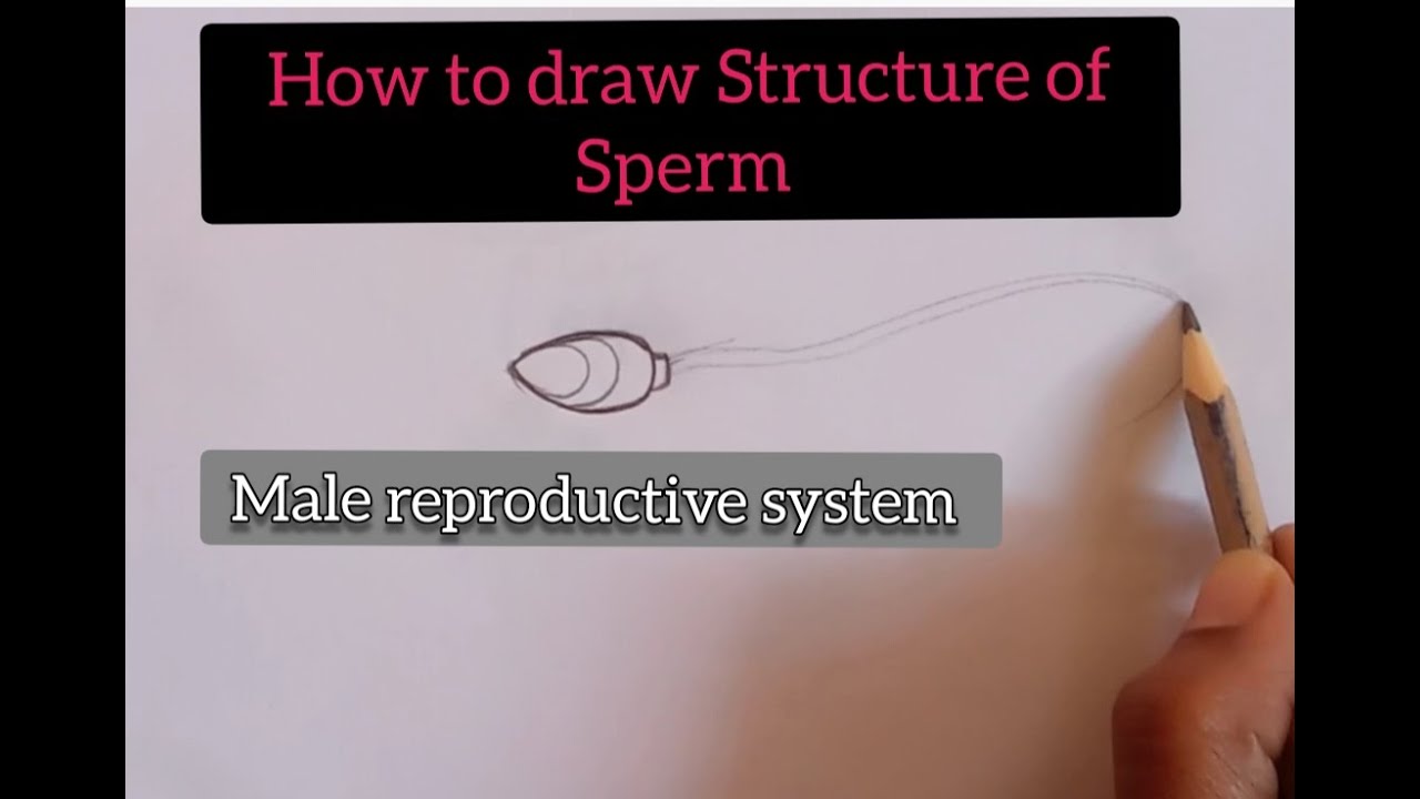 How to draw Structure of Sperm|| Reproductive System in Male - YouTube