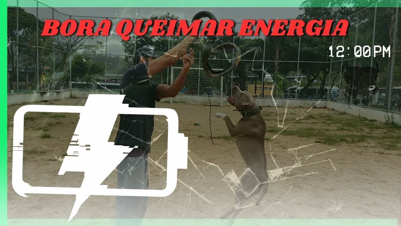 Bora queimar energia #pitbull #apbt - YouTube
