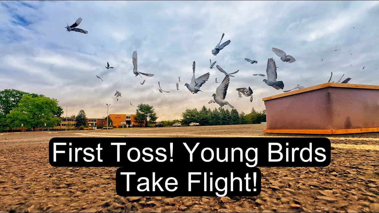 First Toss! Young Birds Take Flight! - YouTube