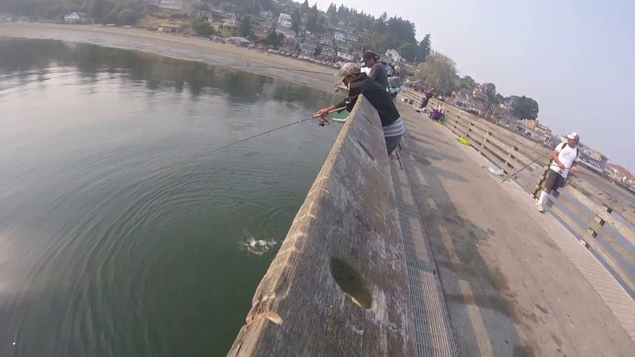 Dash Point salmon fishing for pinks - YouTube