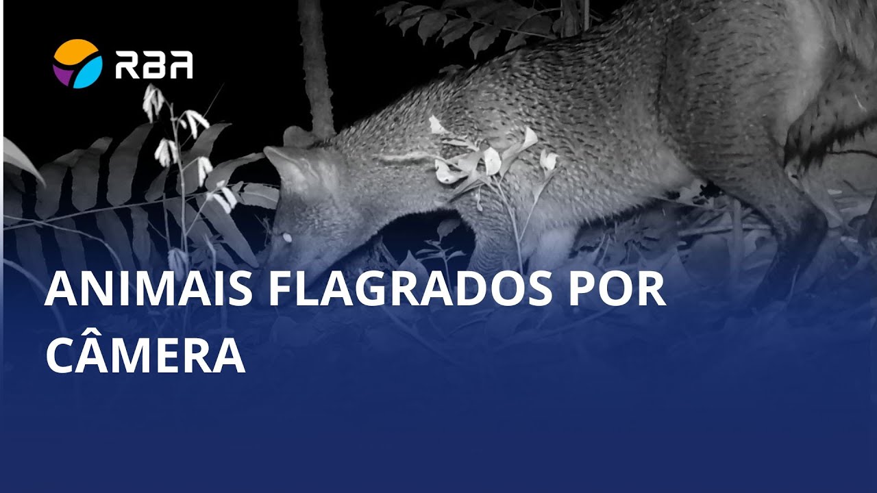 Câmera Escondida Youtube
