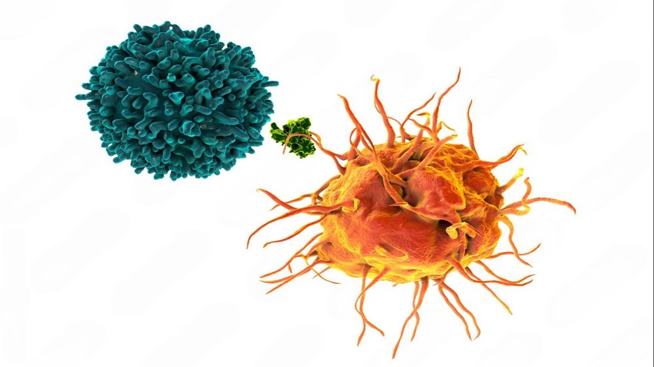 T Cells Explained (English): Roles, Functions and Disorders - YouTube