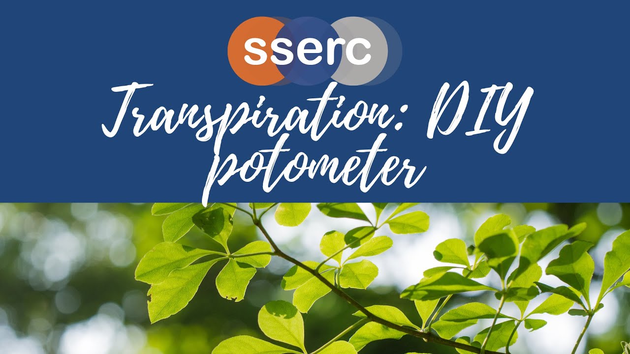 Transpiration DIY Potometer - YouTube