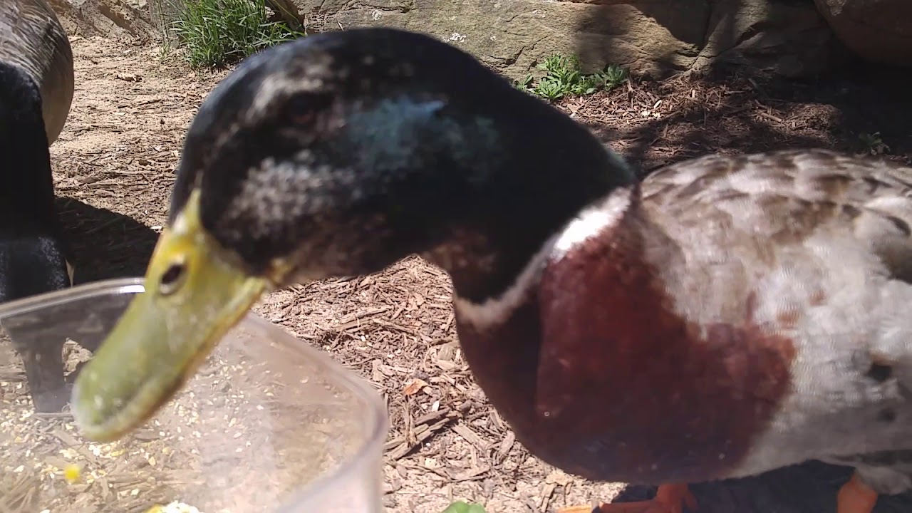 Hangin out with my ducks right before that baby that fell down the ...