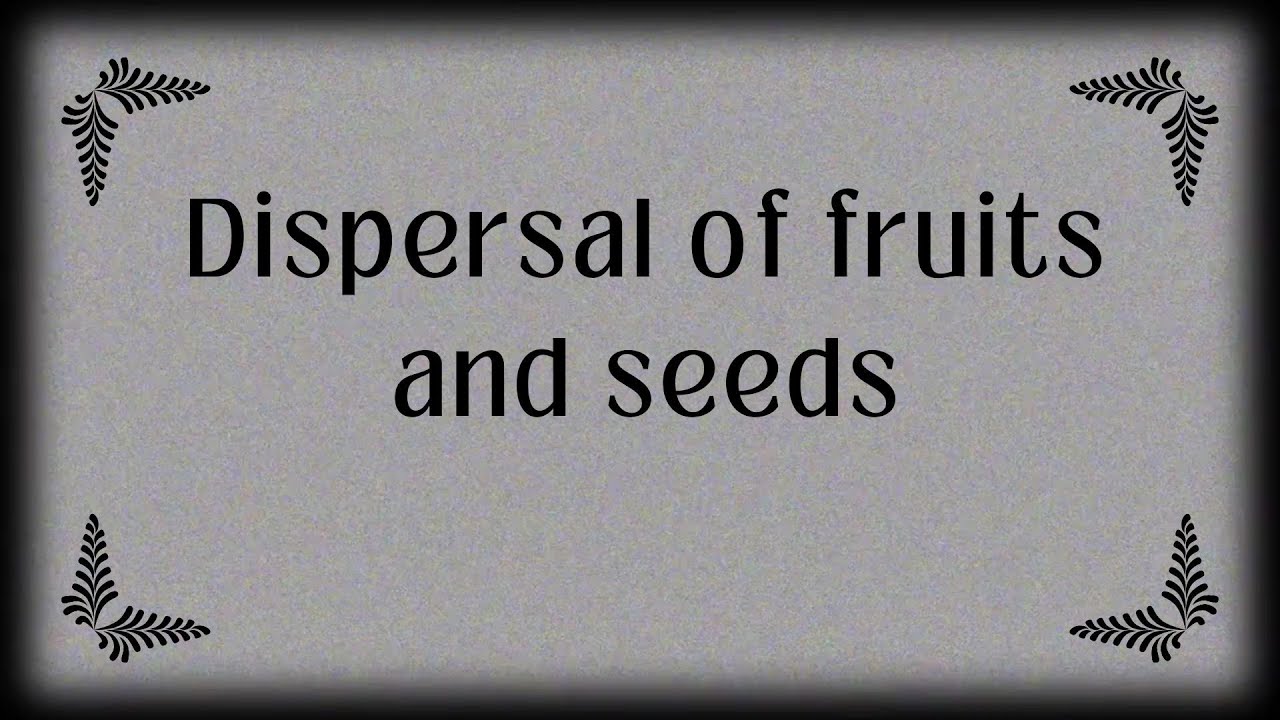 Dispersal of Fruits and Seeds | Tenuli Perera - YouTube