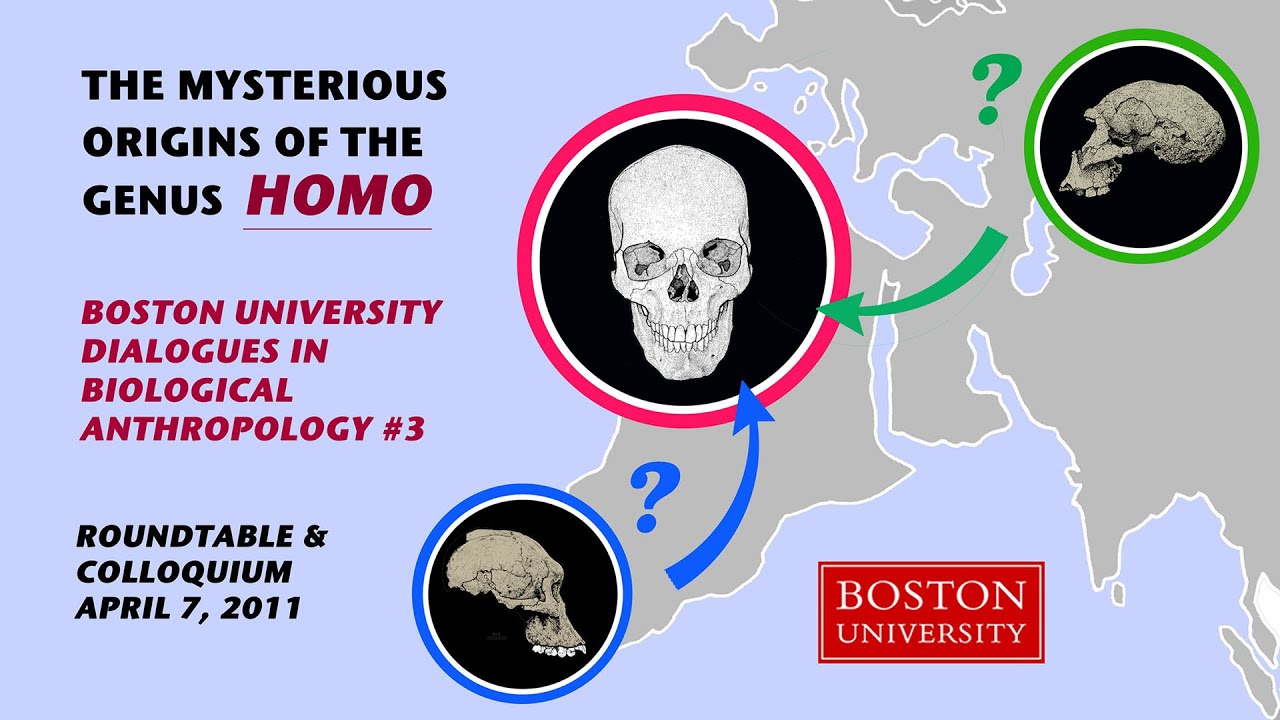 BU Dialogues in Biological Anthropology: The Mysterious Origins of the ...