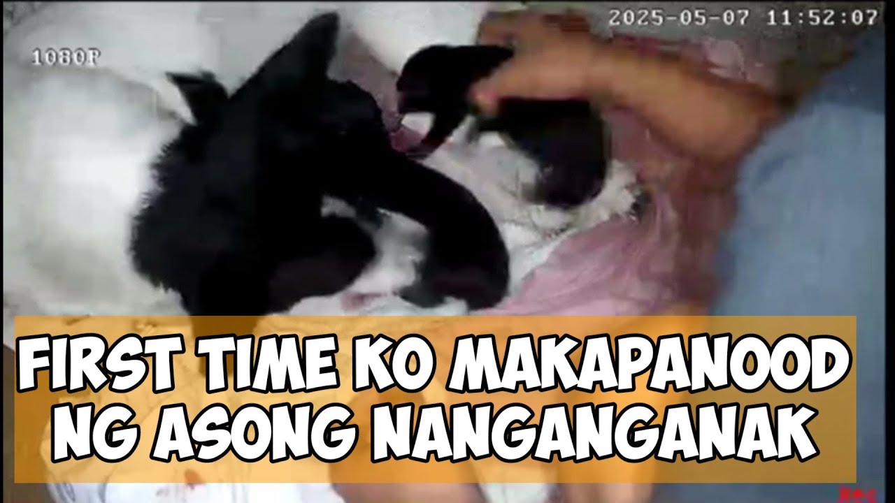 Ganito pala manganak ang aso galing naman /Alagang aso ng anak ko ...