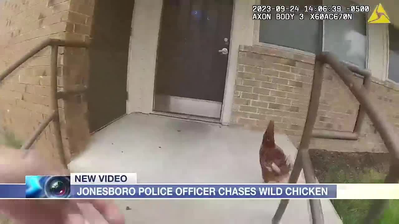 Jonesboro police officer chases wild chicken - YouTube
