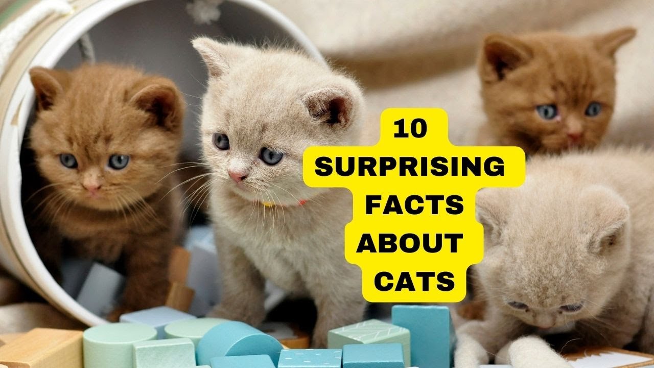 10 Surprising Facts About Domestic Cats You Never Knew YouTube 10-surprising-facts-about-domestic-cats-you-never-knew-youtube
