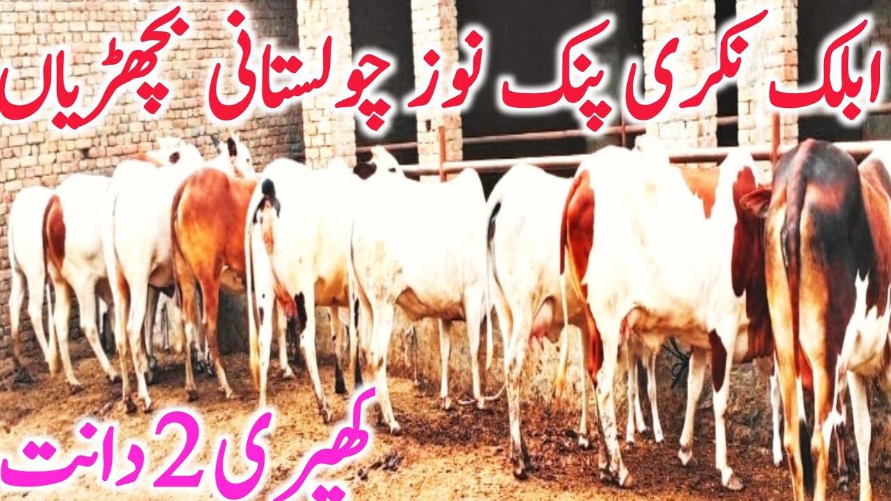 Ablk Nukri Pink Nose Cholistani Bachri Hiefers || Global Village ...